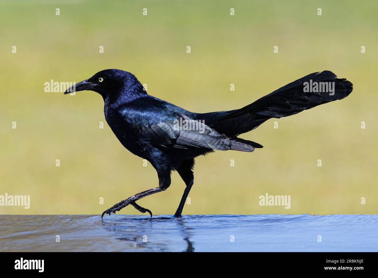 great-tailed grackle (Quiscalus mexicanus), male walking through ...