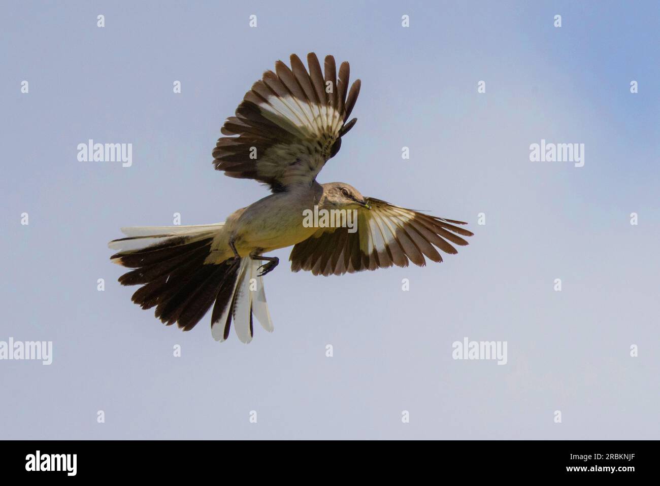 Northern mockingbird (Mimus polyglottos), catching an insect in flight ...