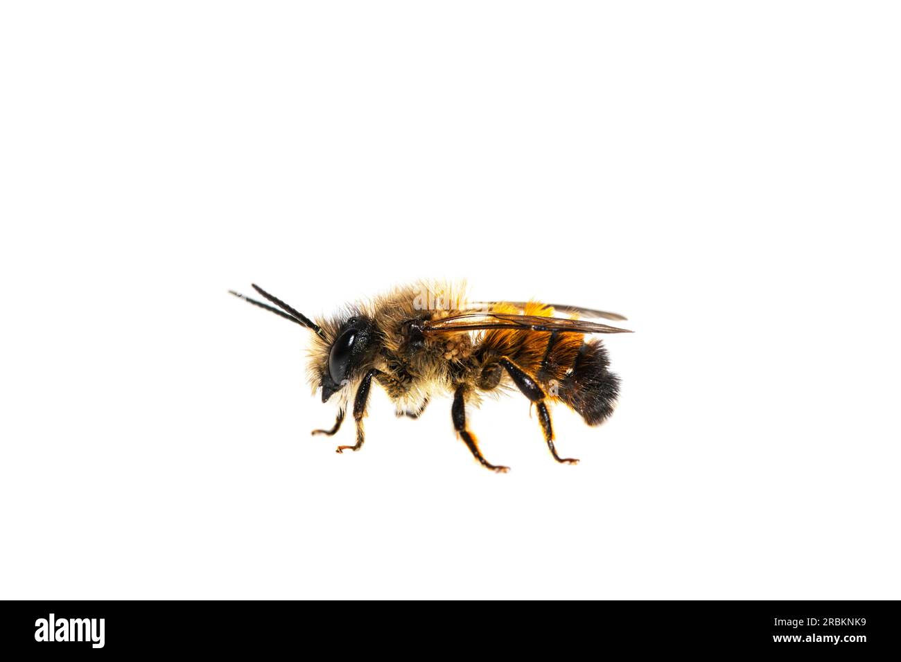 red mason bee (Osmia rufa, Osmia bicornis), female, side view, cut out ...
