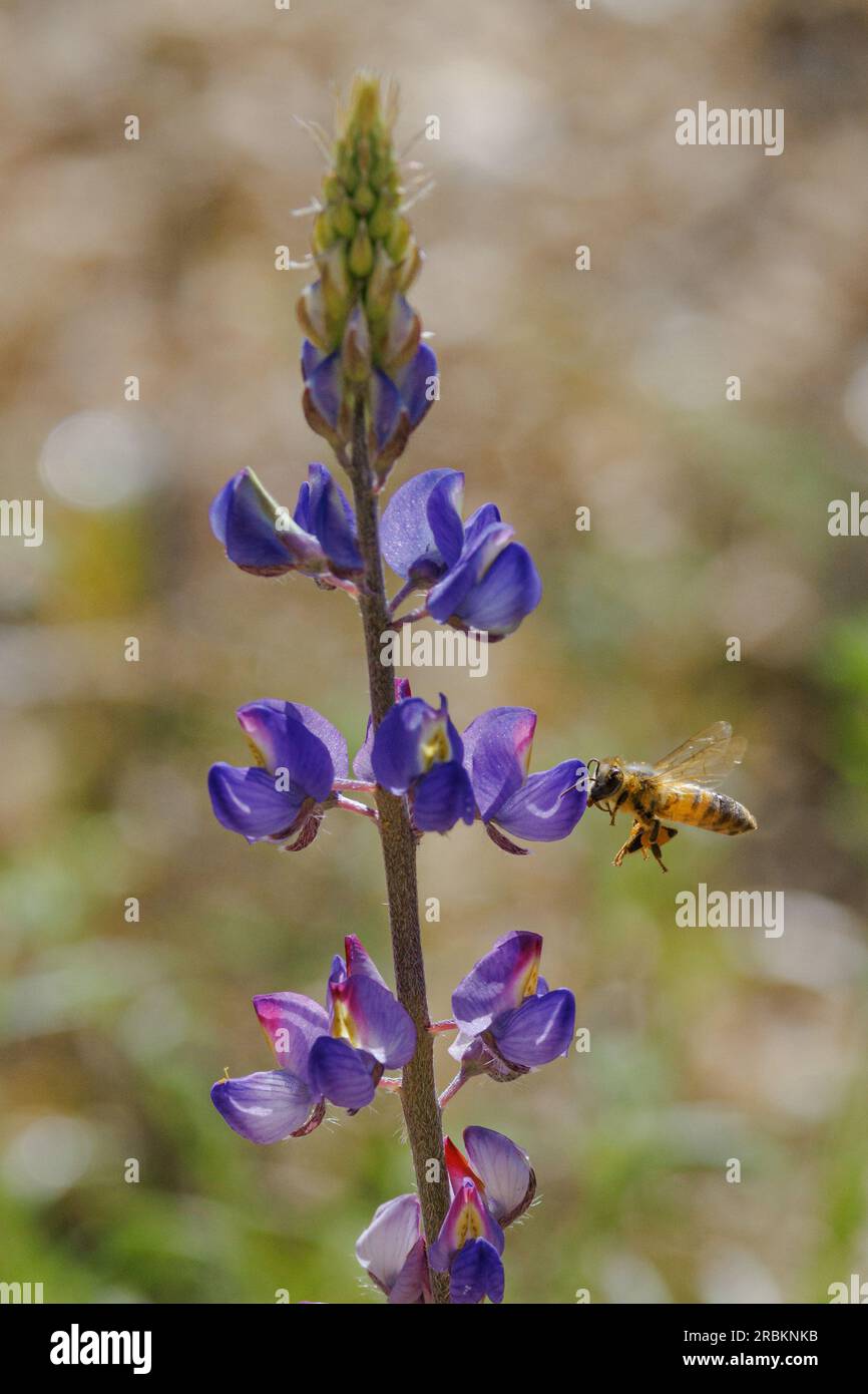 Lupin arizonicus hi-res stock photography and images - Alamy