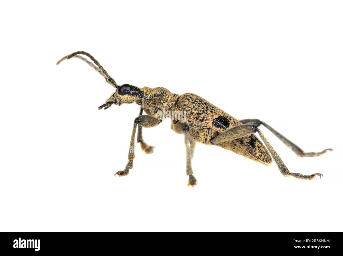 Blackspotted pliers support beetle, Oak longhorn beetle (Rhagium mordax ...