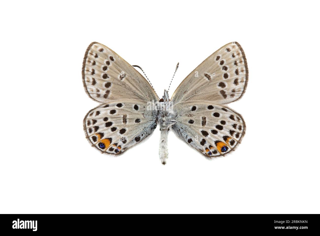Cranberry Blue (Plebejus optilete, Plebeius optilete), underside, cut ...