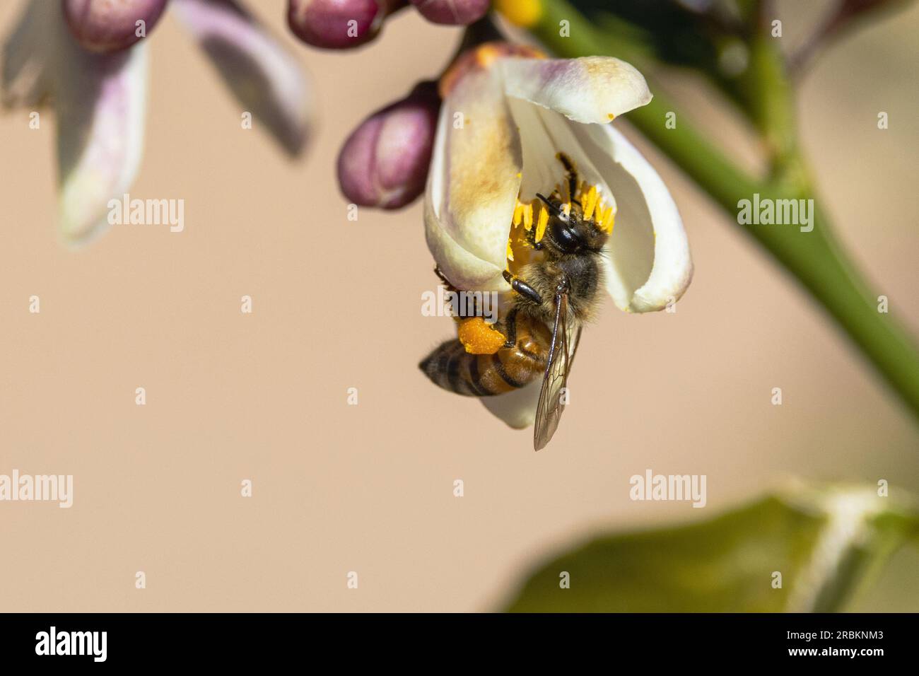 hive bee (Apidae), Bee collecting pollen from citrus blossom, USA, Arizona, Scottsdale Stock ...