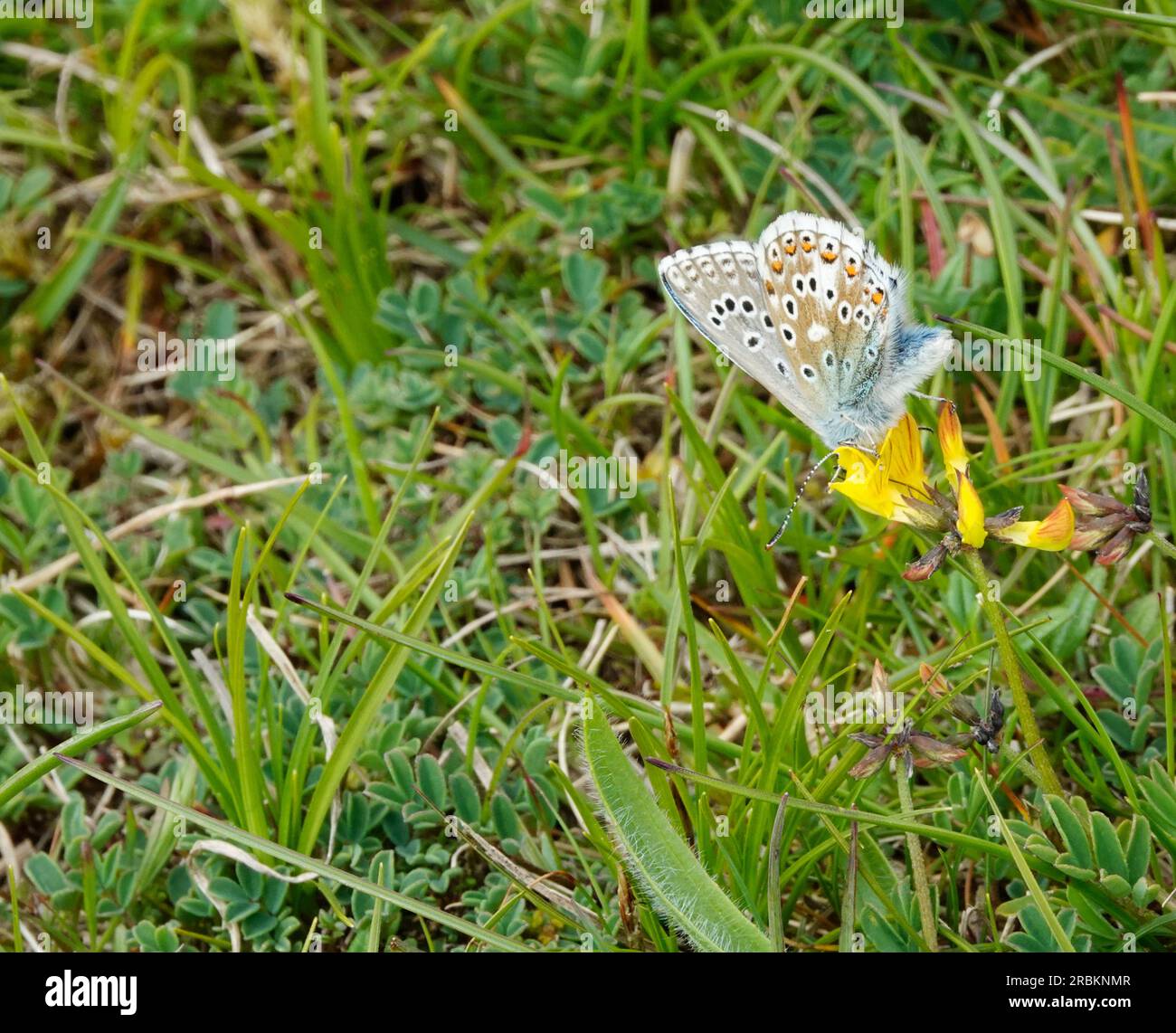 adonis blue (Polyommatus bellargus, Lysandra bellargus, Meleageria ...