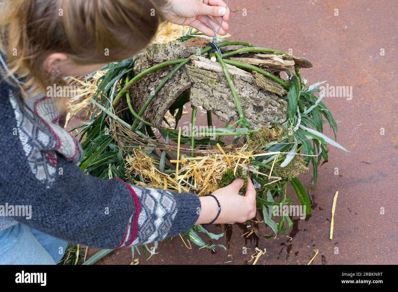 Drey squirrel hi-res stock photography and images - Alamy