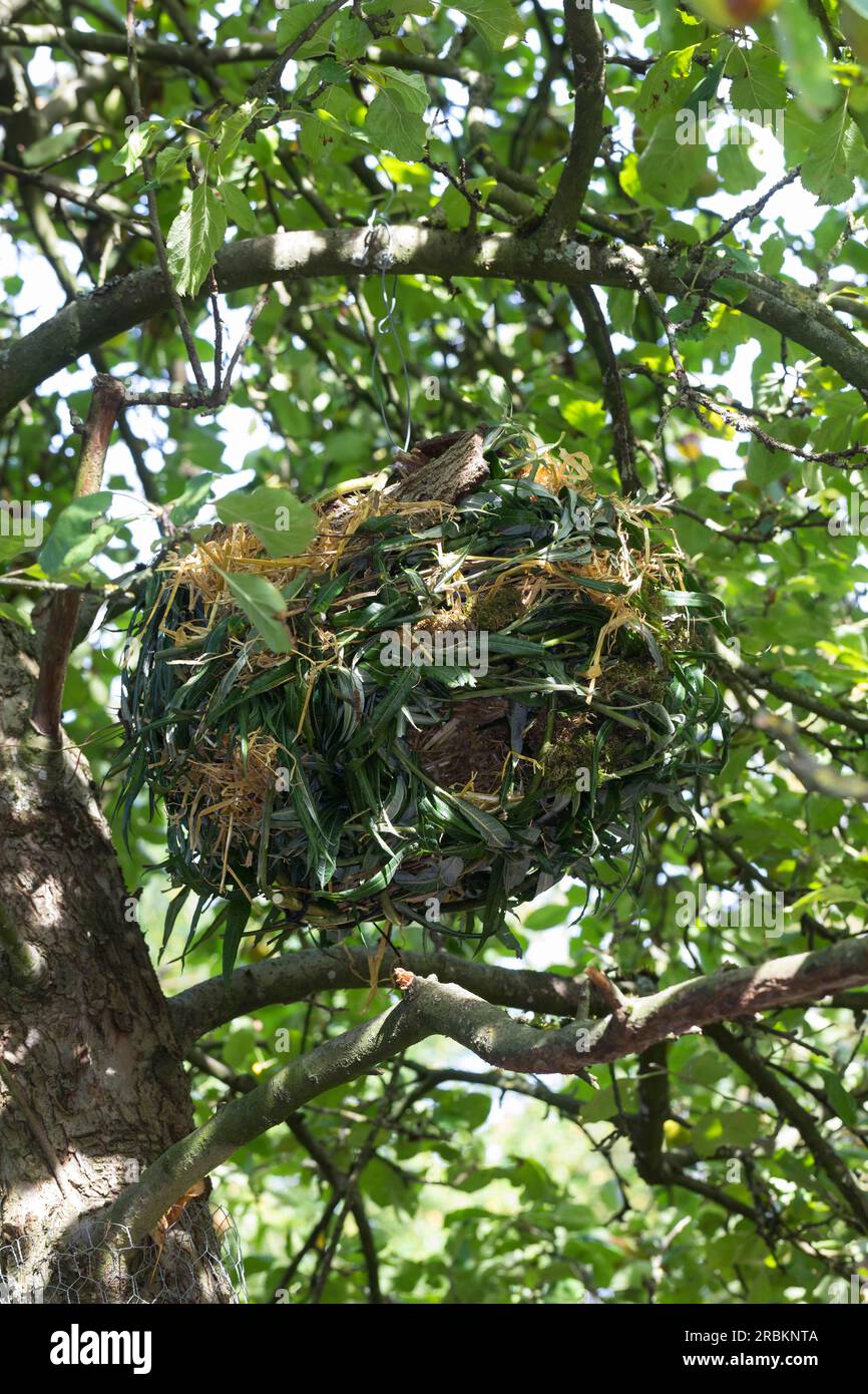 European red squirrel, Eurasian red squirrel (Sciurus vulgaris ...