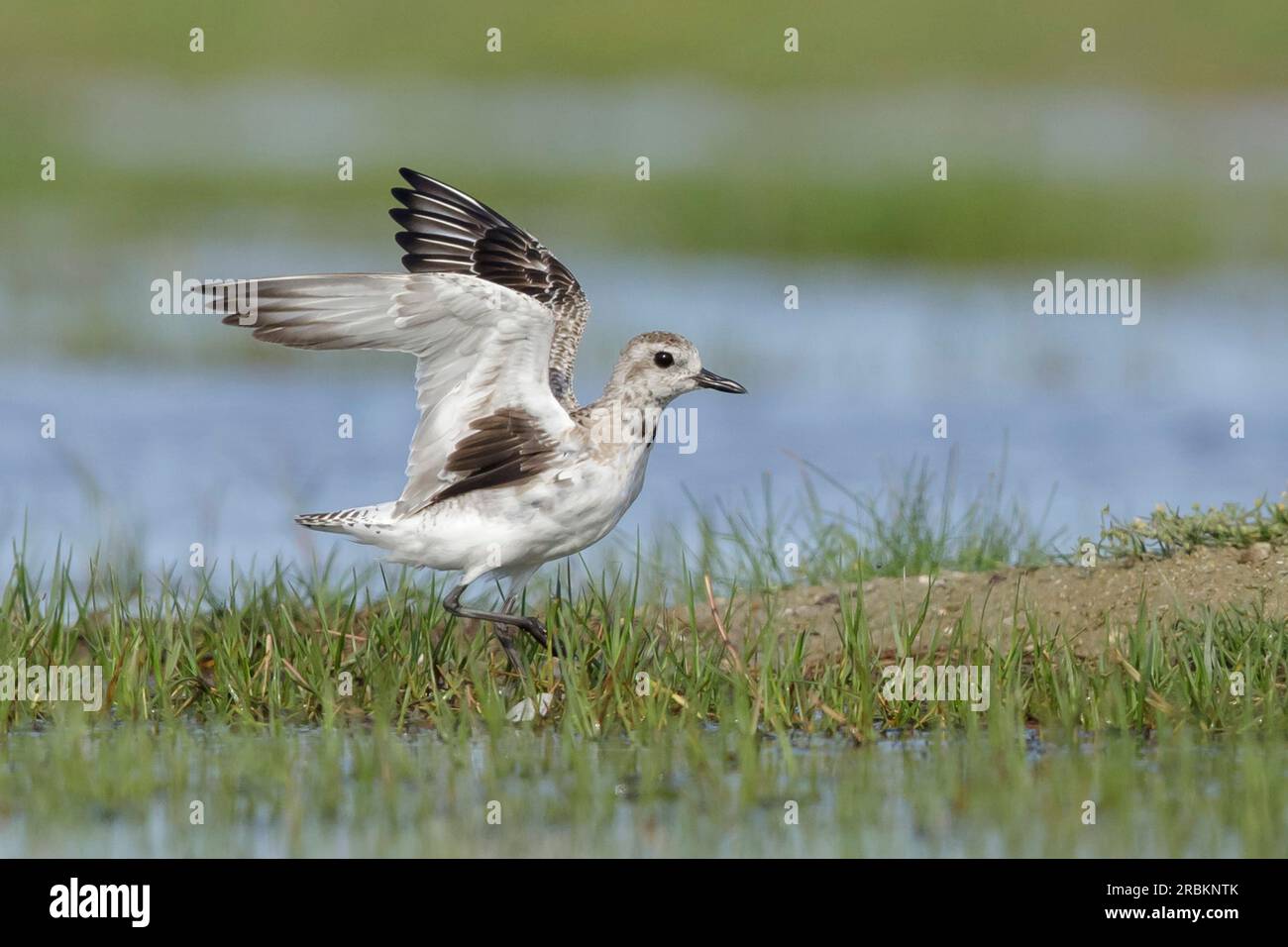 grey plover (Pluvialis squatarola), adult non-breeding standing on the ...