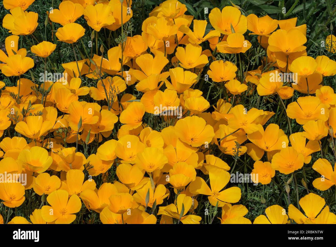 Californian poppy, California poppy, gold poppy (Eschscholzia ...