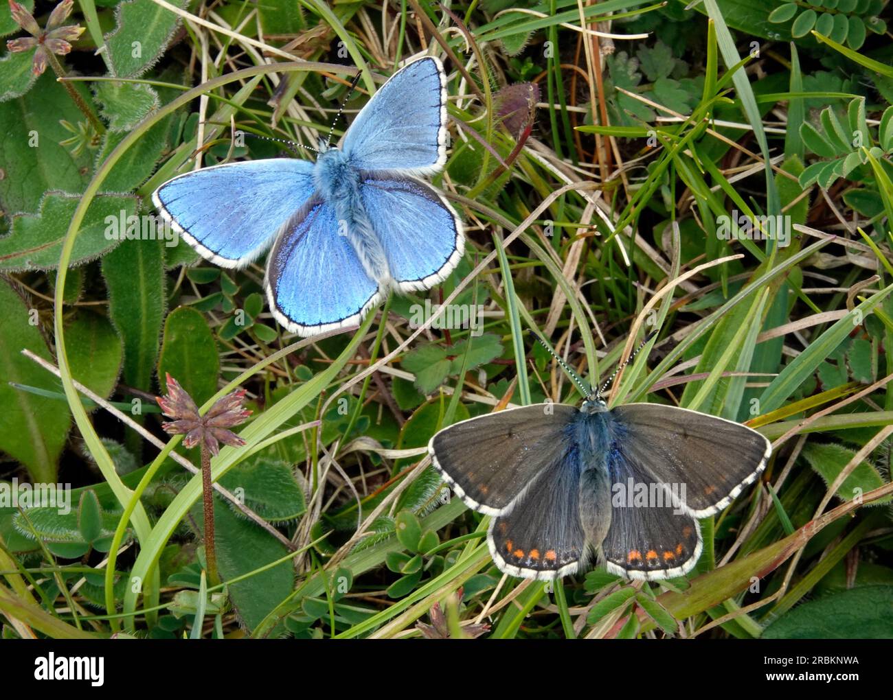 adonis blue (Polyommatus bellargus, Lysandra bellargus, Meleageria ...