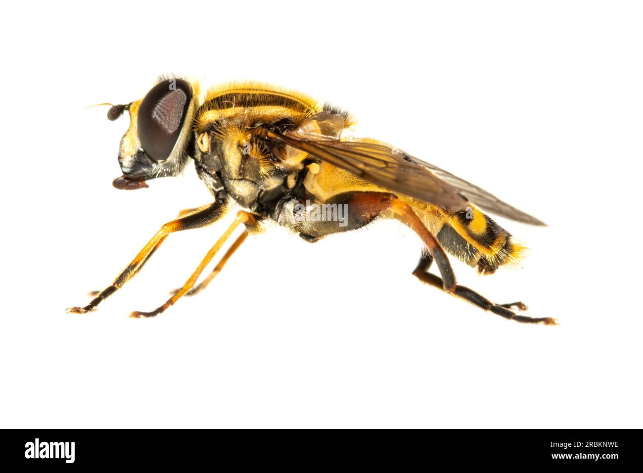 Tiger Marsh Fly (Helophilus pendulus), side view, cut out, Netherlands ...