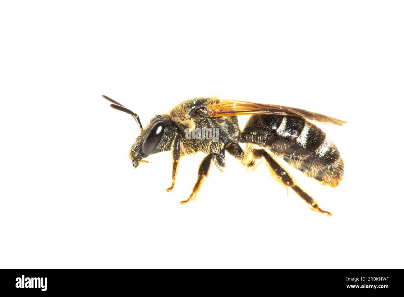 Bull-Headed Furrow-Bee (Lasioglossum zonulum), side view, cut out ...