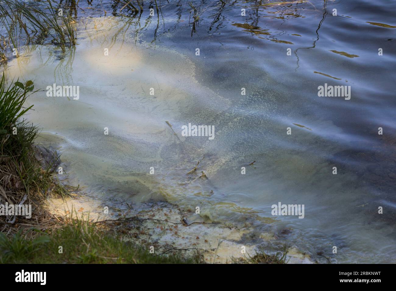 Scotch pine, Scots pine (Pinus sylvestris), pollen of pine on water ...