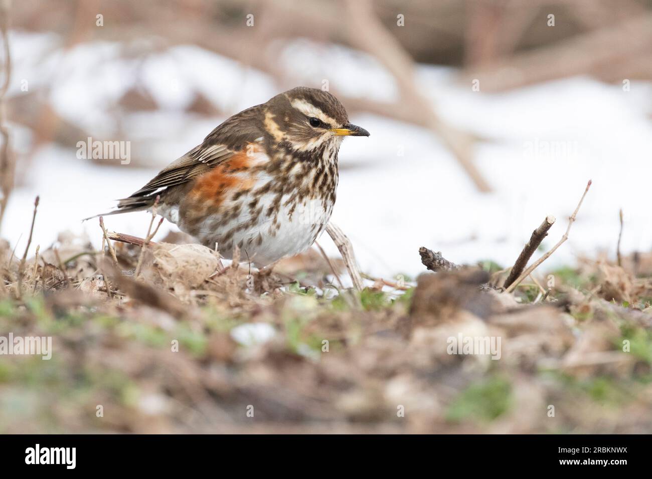 redwing (Turdus iliacus), foraging on the ground in winter, side view ...