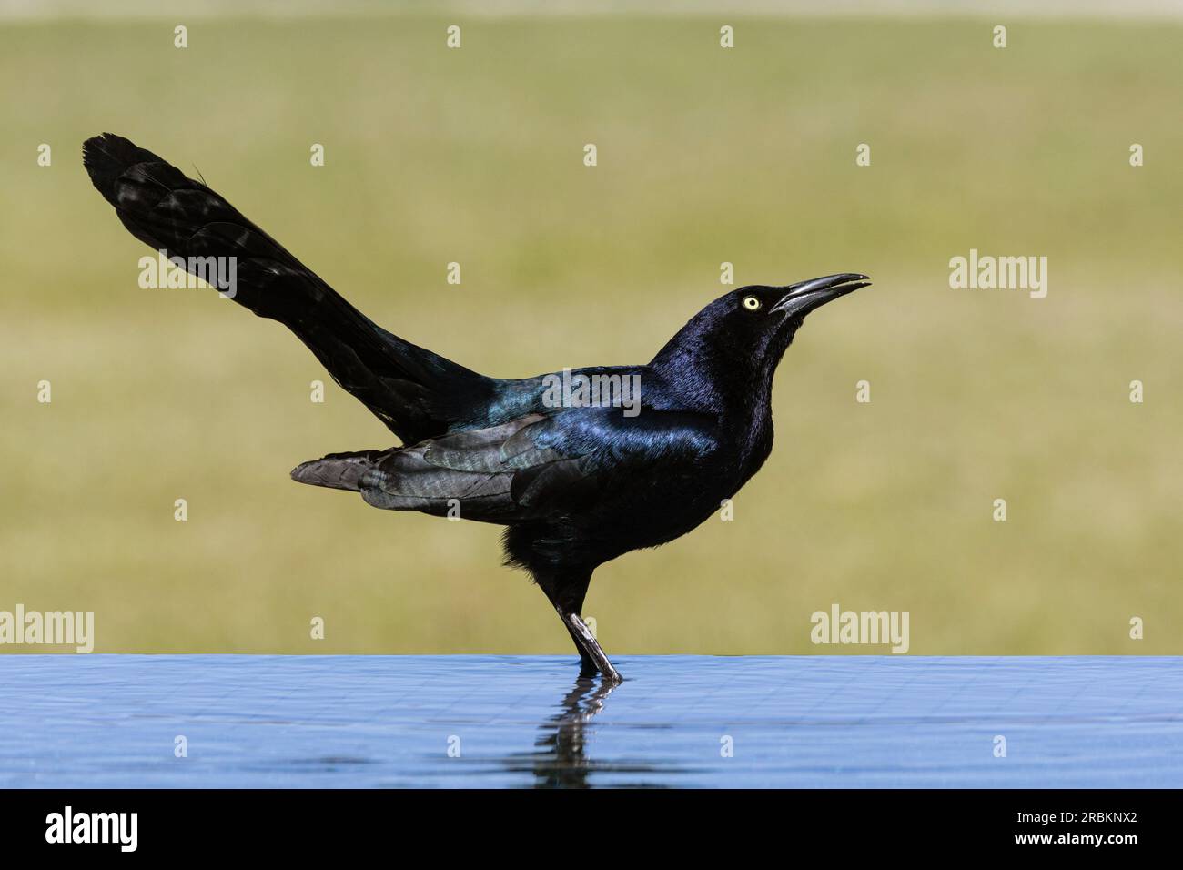 great-tailed grackle (Quiscalus mexicanus), male drinking in shallow ...
