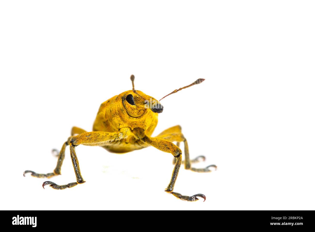 Yellow Weevil (Lixus iridis), front view, cut out, Netherlands Stock ...