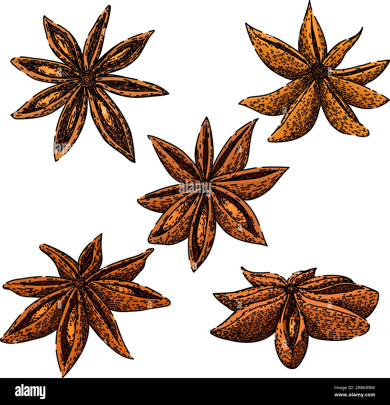 anise star set sketch hand drawn vector Stock Vector Image & Art - Alamy
