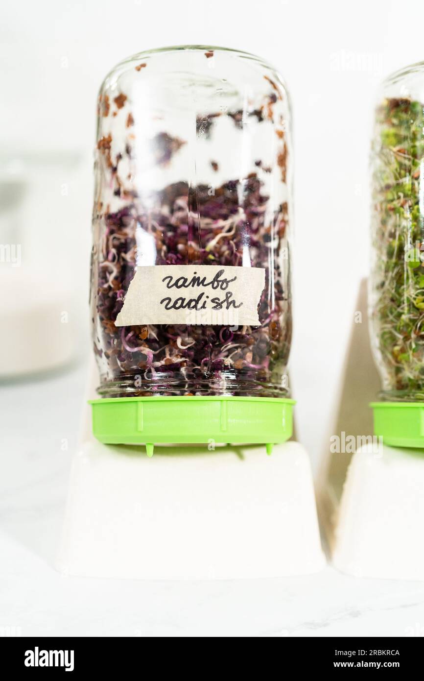Growing sprouts in a jar Stock Photo - Alamy