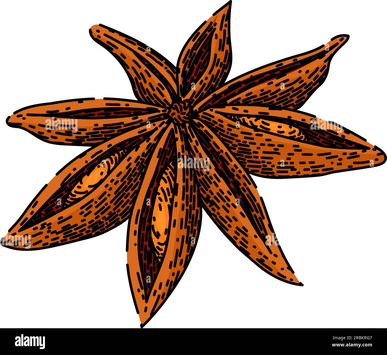 spice anise star sketch hand drawn vector Stock Vector Image & Art - Alamy