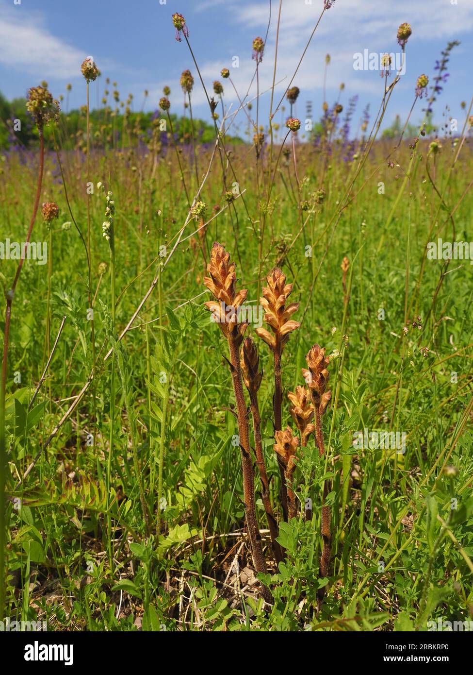 Large Broomrape, Orobanche elatior, Tall Broomrape Stock Photo - Alamy
