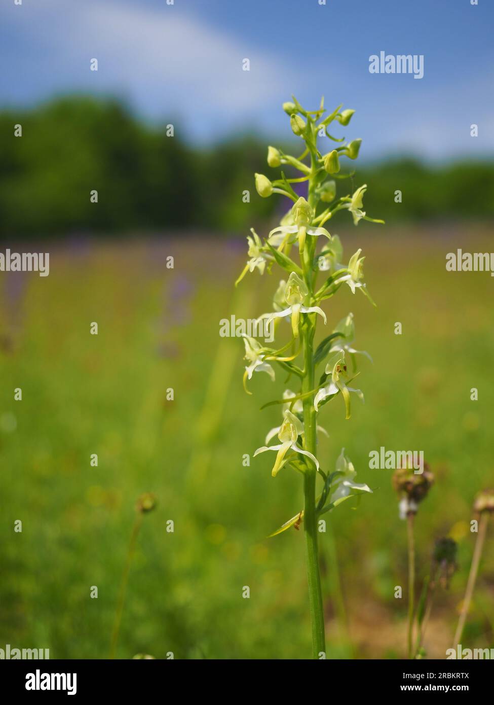 Greenish forest hyacinth, greenish forest hyacinth, mountain forest ...
