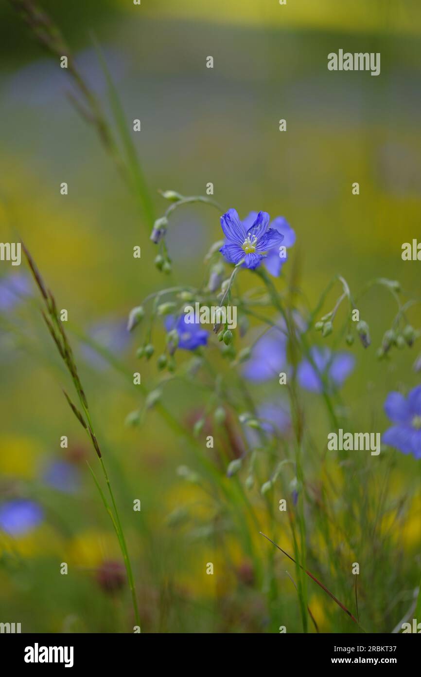Common flax, common flax, Linum usitatissimum Stock Photo - Alamy