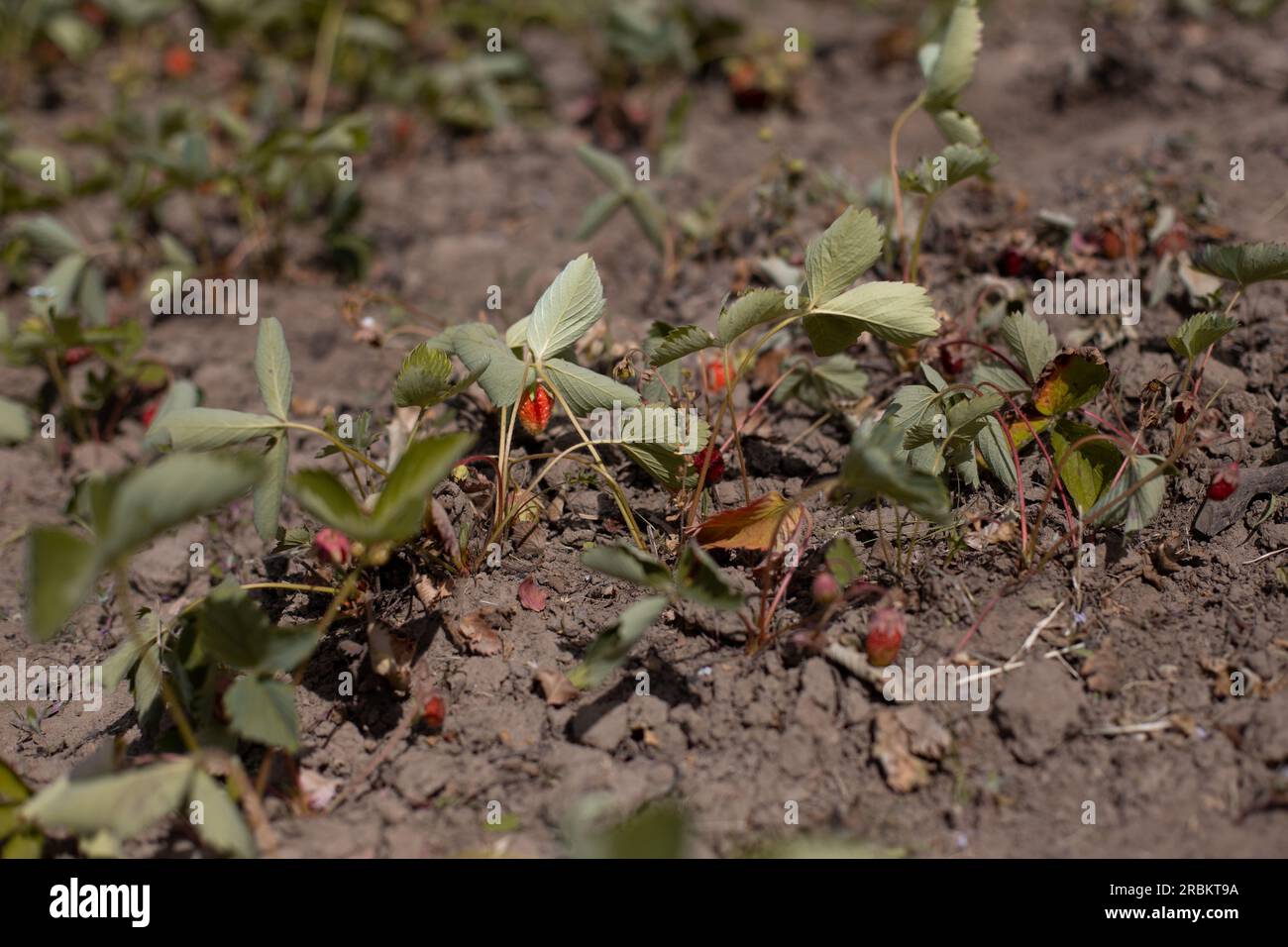 Dry plants from drought in the garden. The dried bushes of a ...
