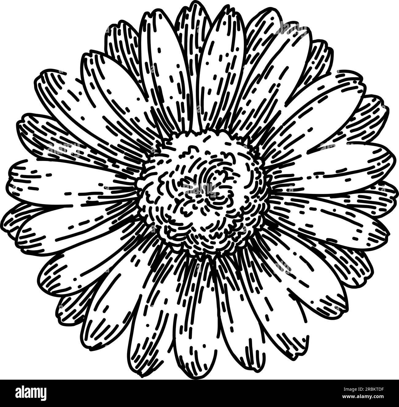 spring daisy flower sketch hand drawn vector Stock Vector Image & Art ...