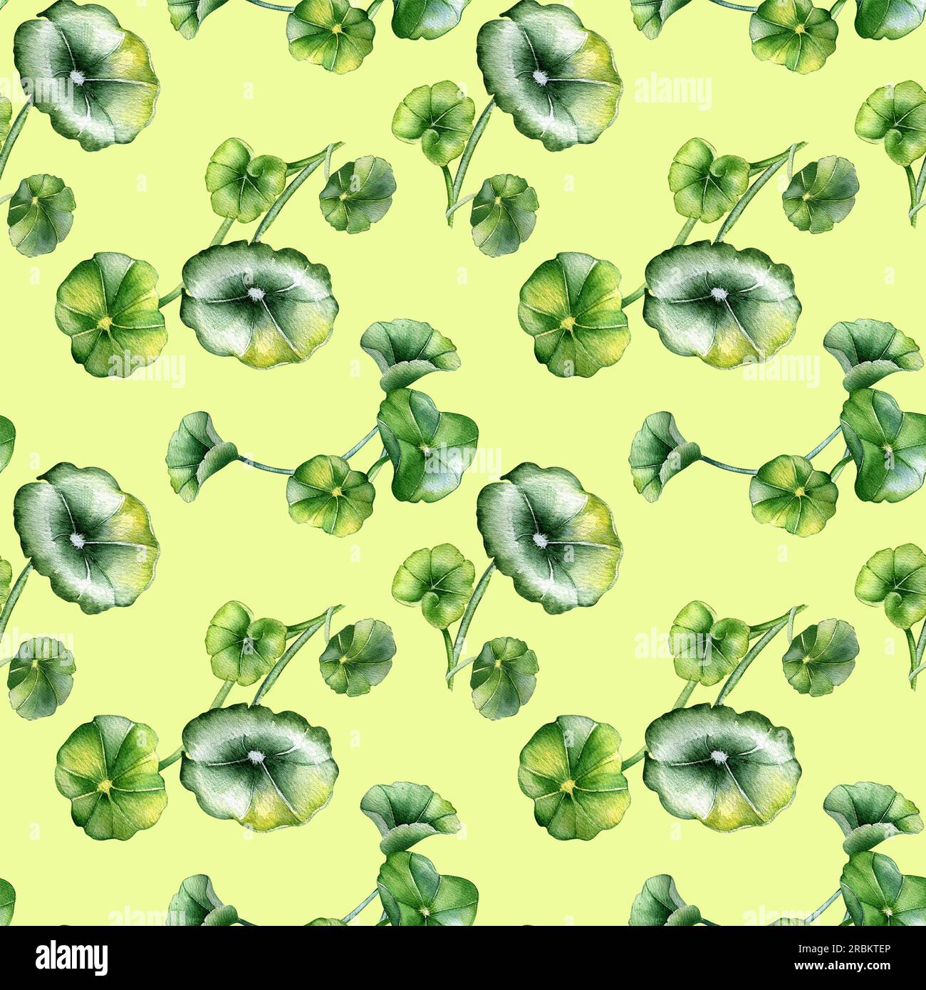 Centella asiatica, geranium watercolor seamless pattern isolated on ...