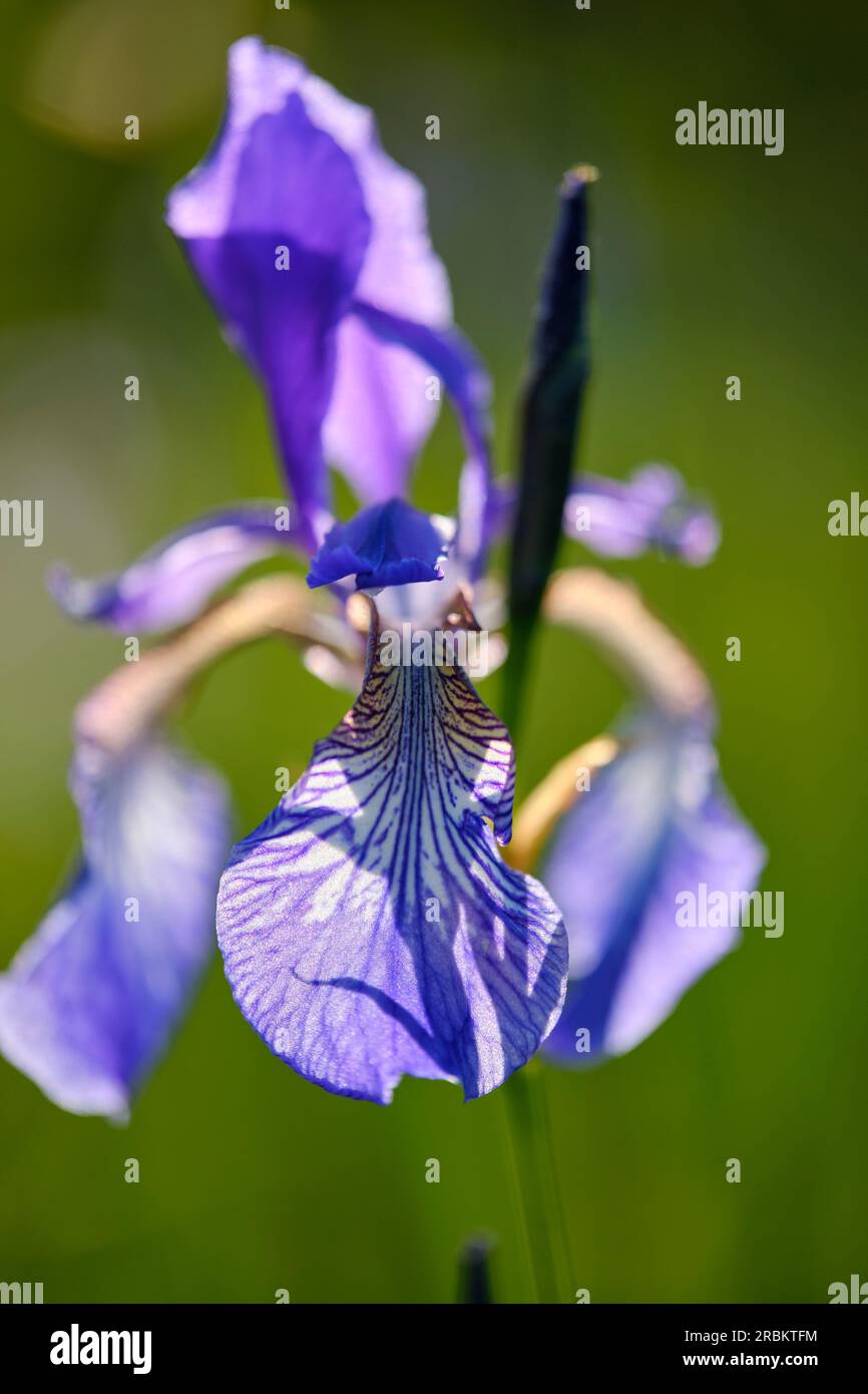 Siberian iris, meadow iris, Iris sibirica Stock Photo - Alamy