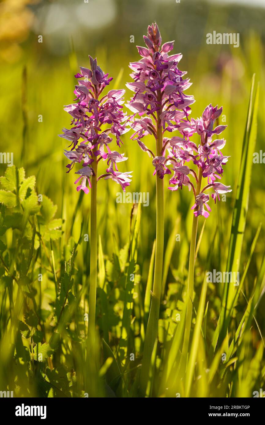Helmet orchid flower hi-res stock photography and images - Alamy