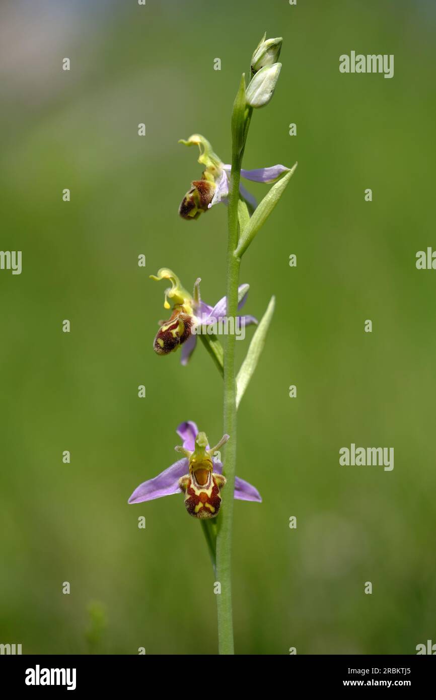 Bee Orchid, Bee Orchid, Ophrys apifera Stock Photo - Alamy