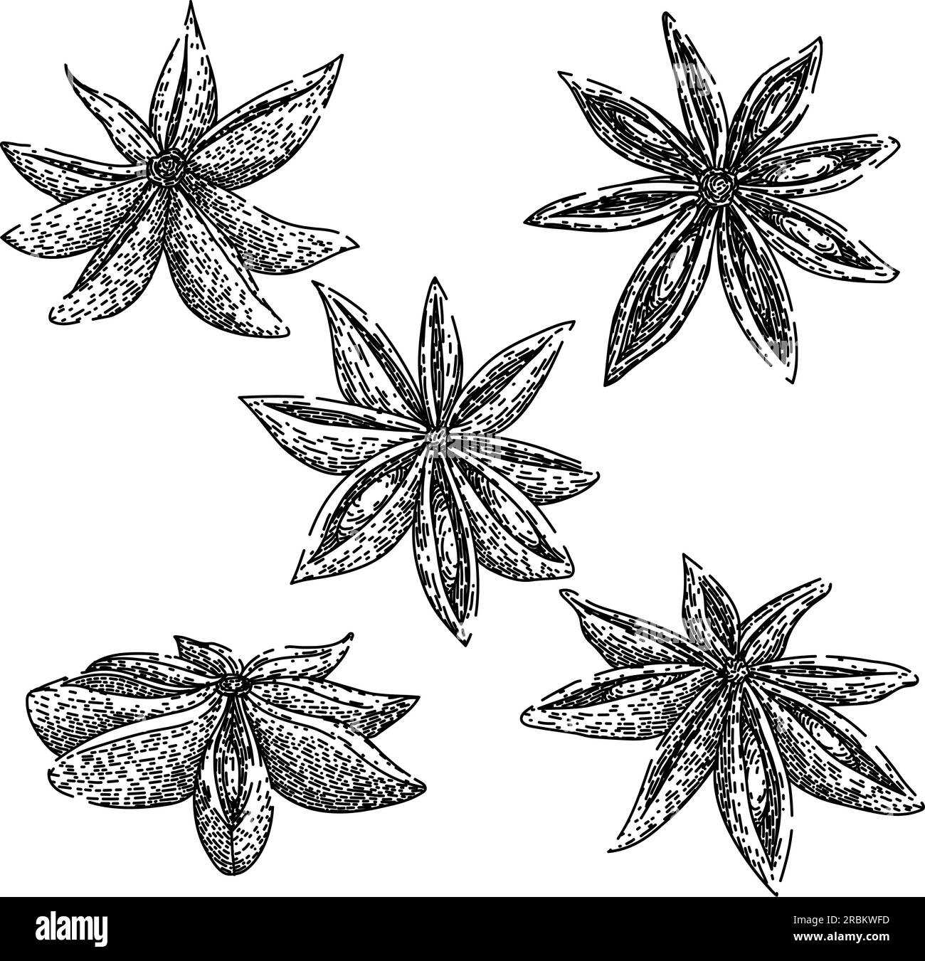 anise star set sketch hand drawn vector Stock Vector Image & Art - Alamy