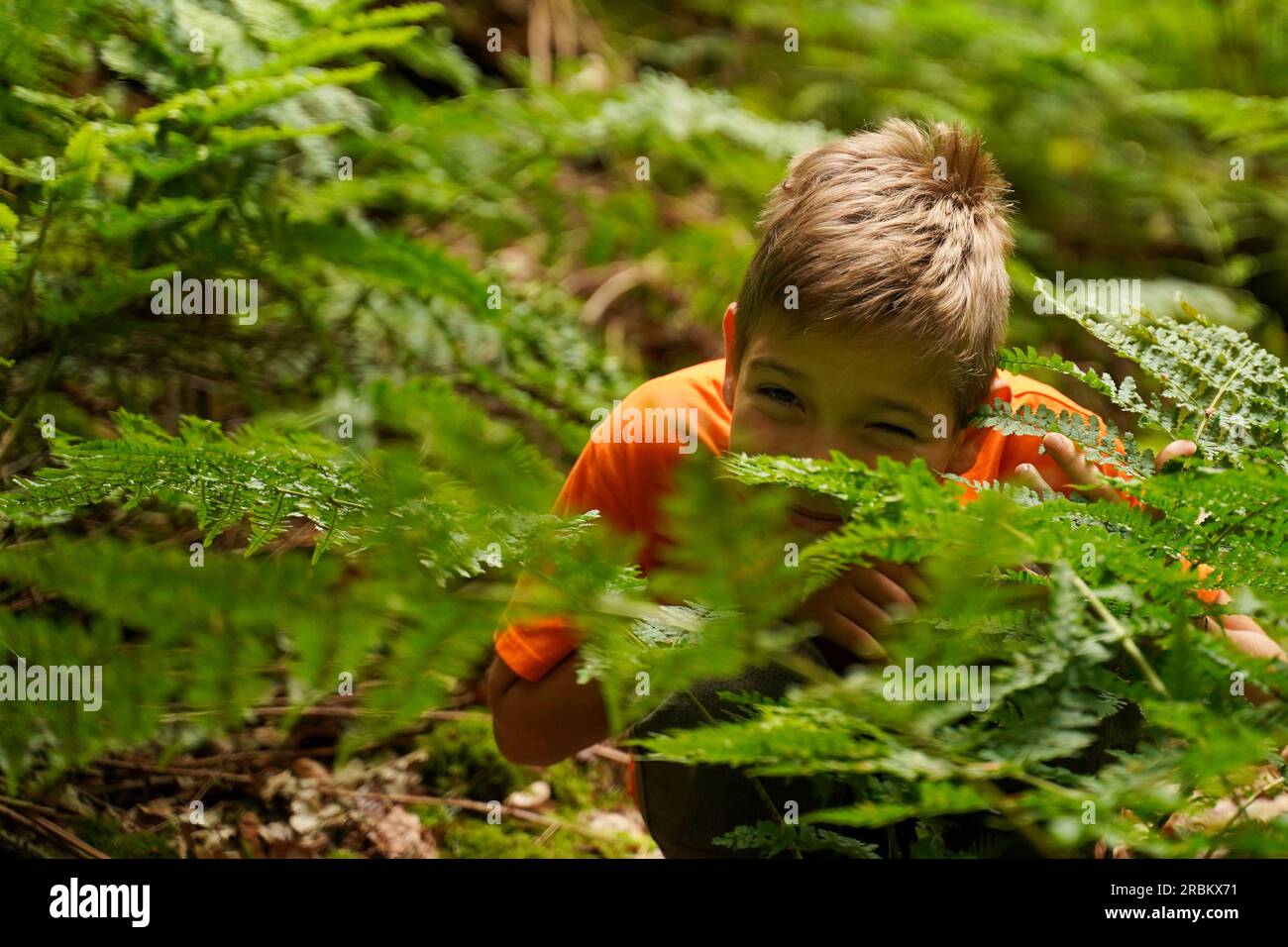 The boy is hiding in the forest behind a fern bush. A game of hide and ...