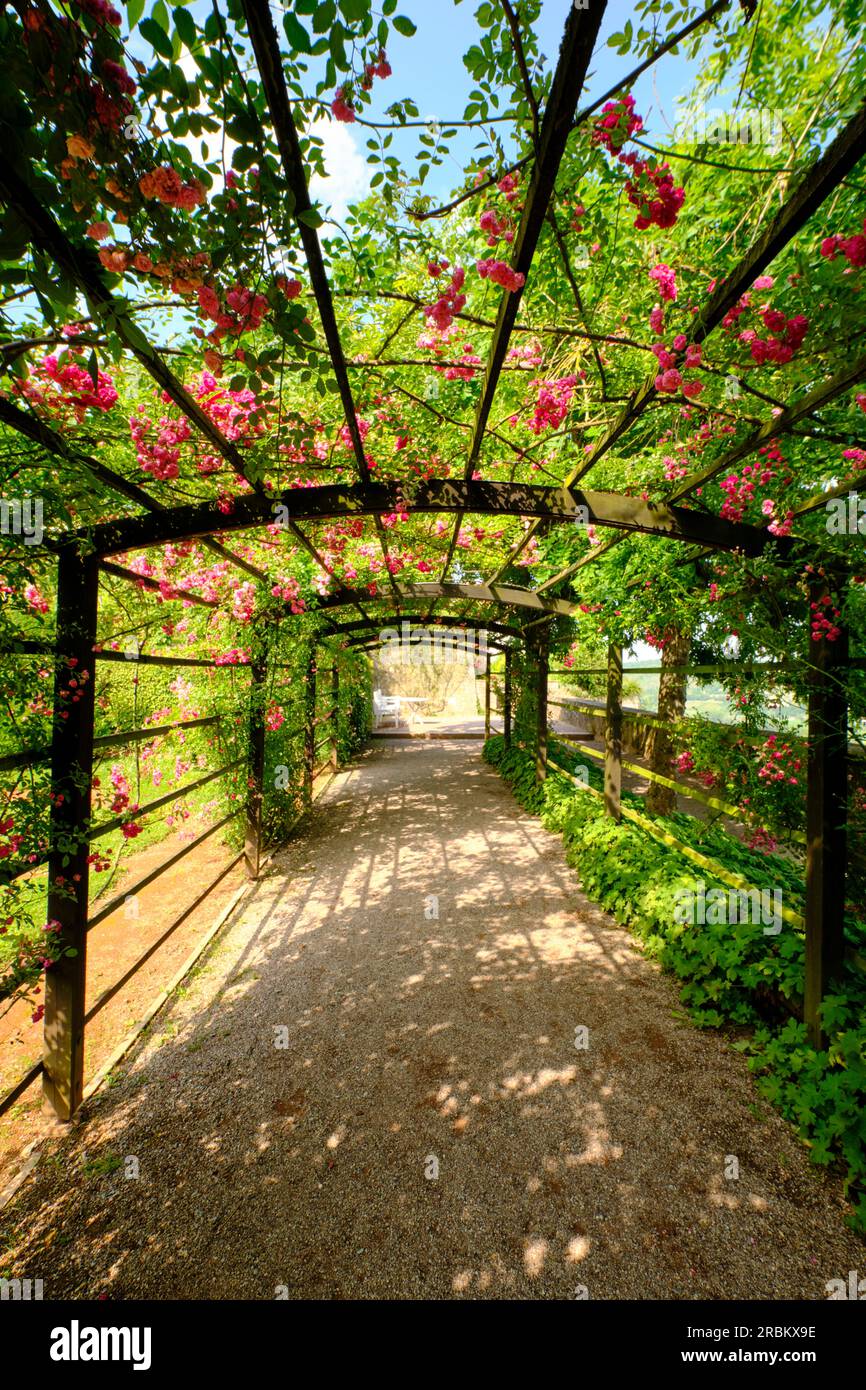 Rose arch with climbing plants hi-res stock photography and images - Alamy