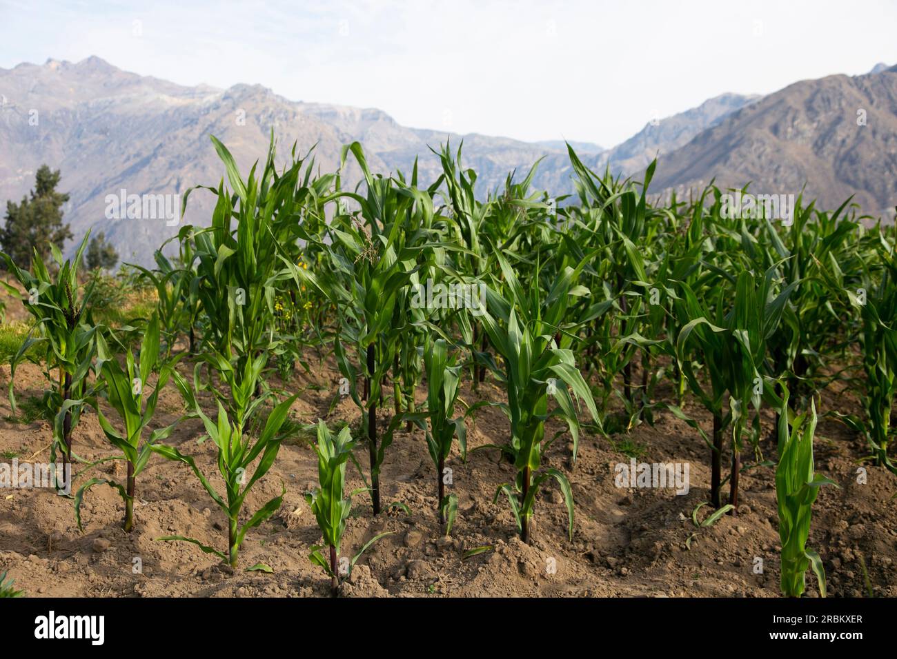 Scenic corn fields hi-res stock photography and images - Alamy