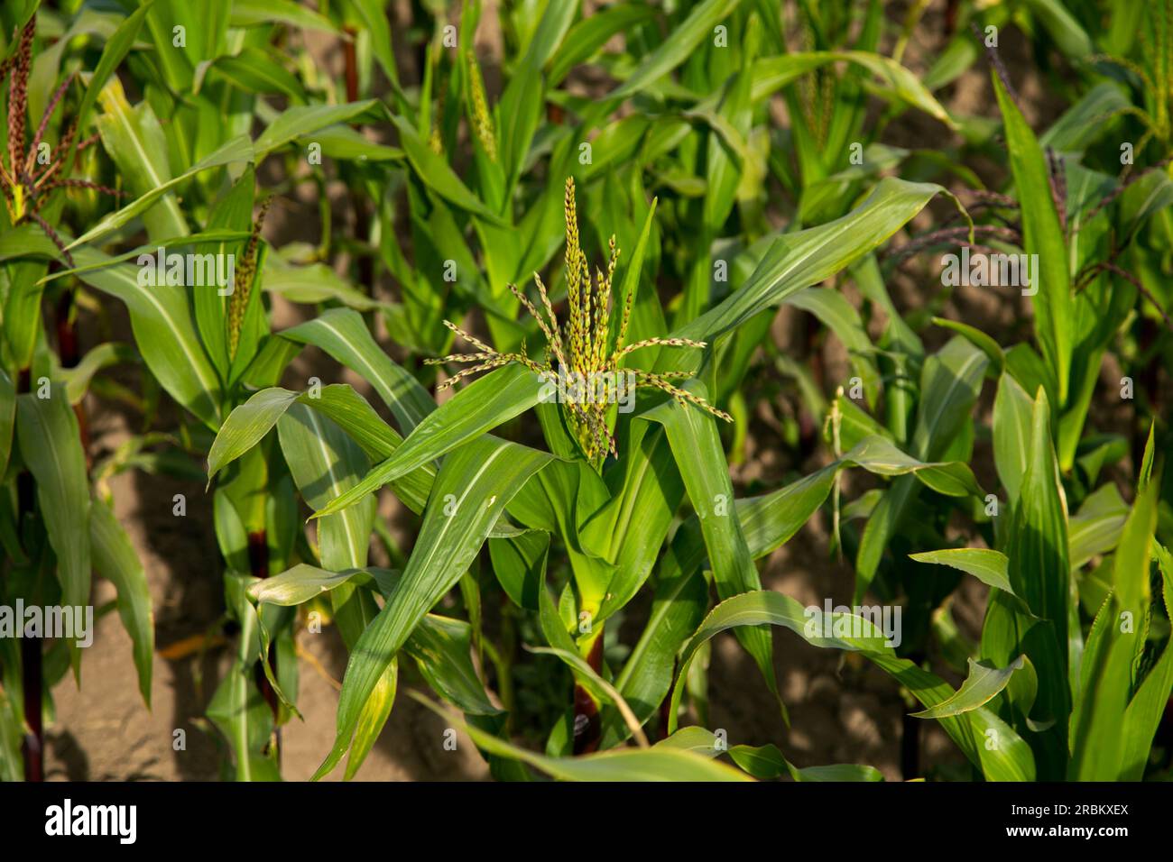 Scenic corn fields hi-res stock photography and images - Alamy