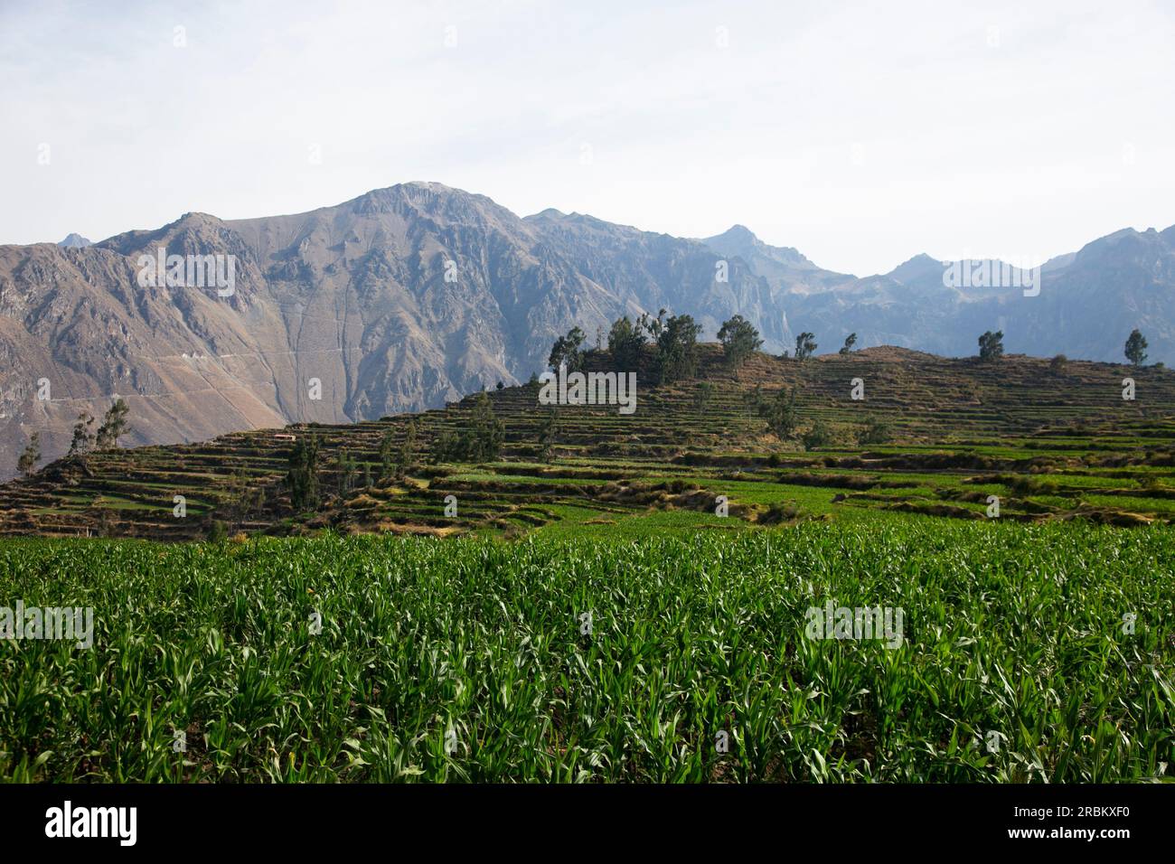 Scenic corn fields hi-res stock photography and images - Alamy