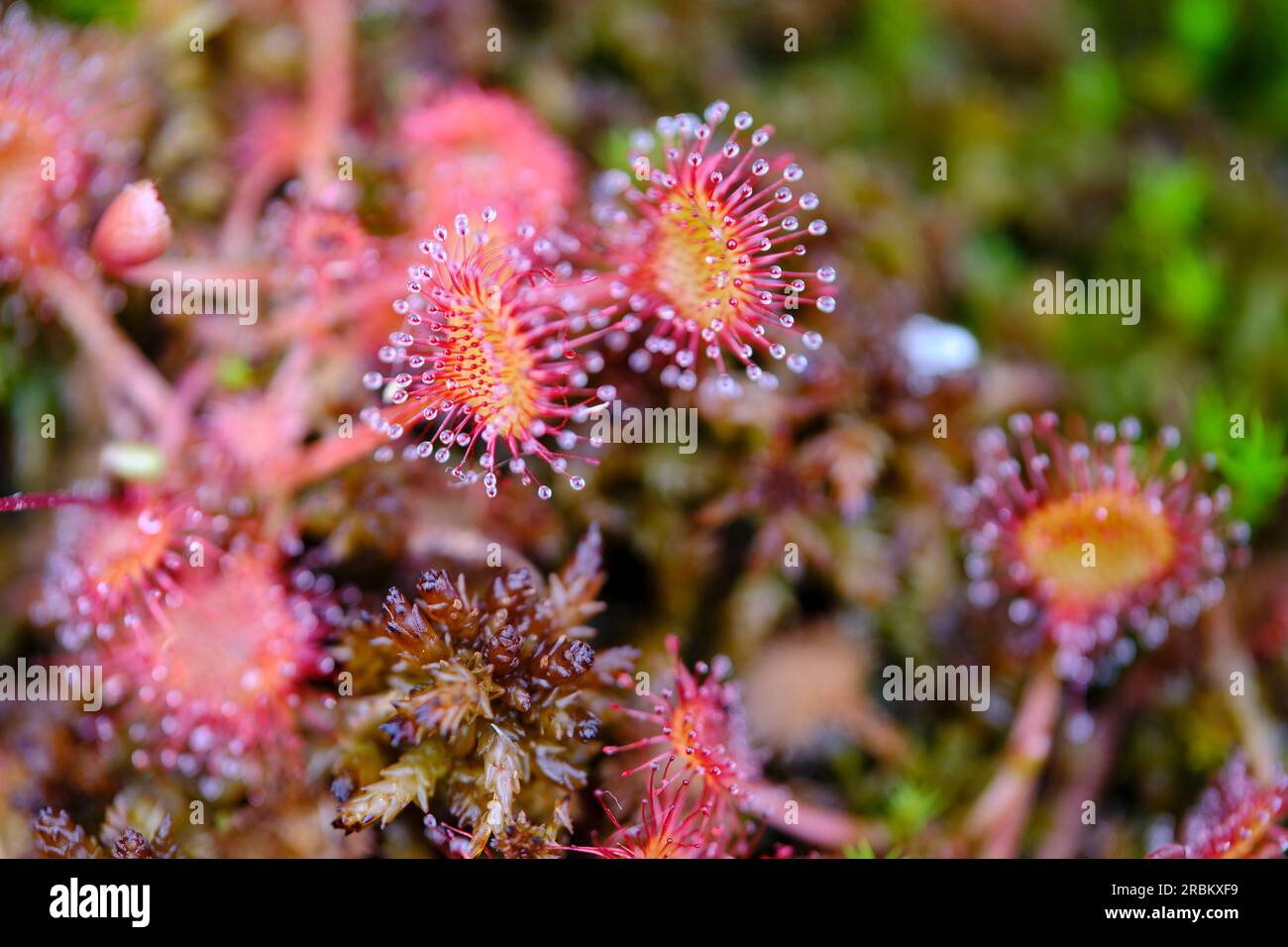 Sundew, Round-leaved sundew Drosera rotundifolia Stock Photo - Alamy