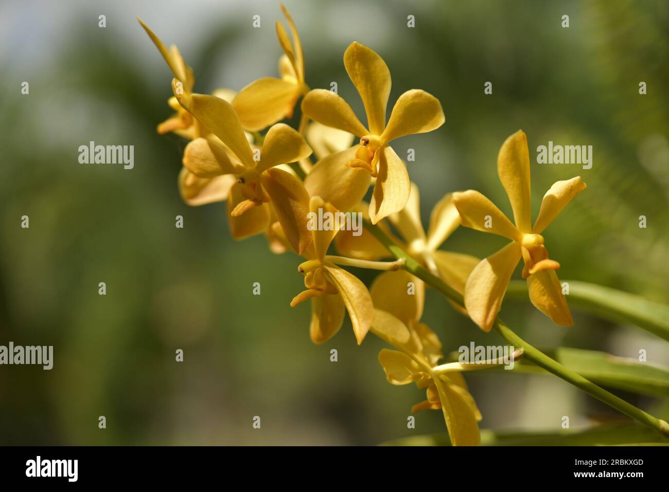 Vanda yellow hi-res stock photography and images - Alamy
