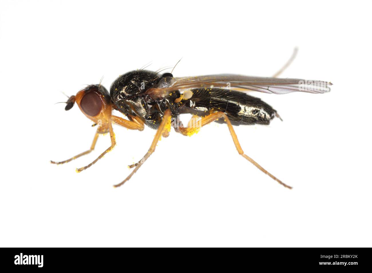 Adult Carrot root fly, Chamaepsila rosae called also Psila rosa. Side ...