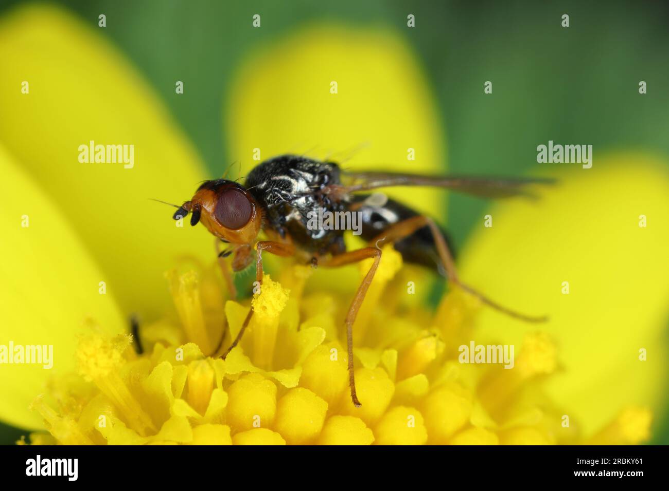 Psila rosa hi-res stock photography and images - Alamy