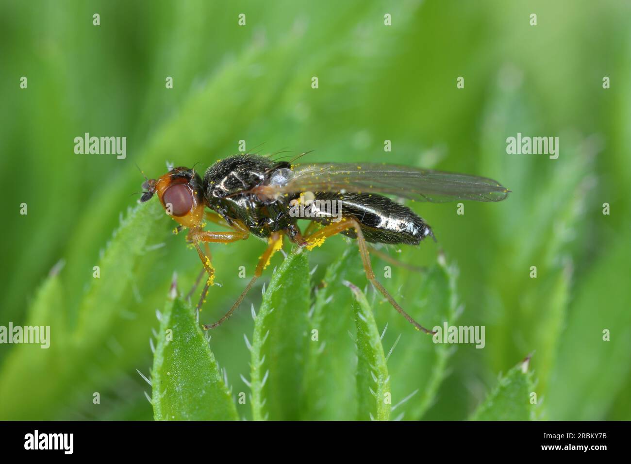 Wild carrot root hi-res stock photography and images - Alamy