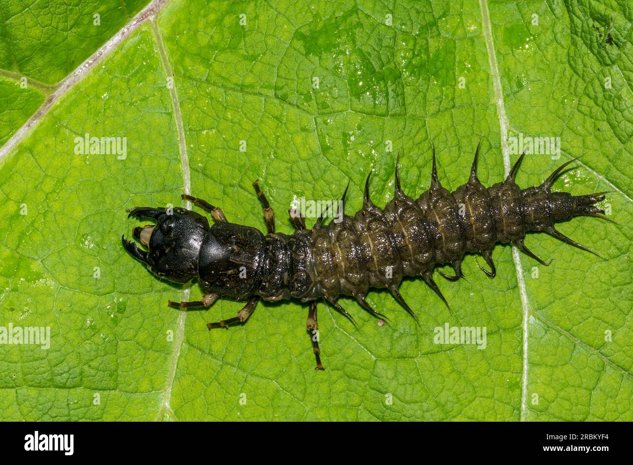 Eastern Dobsonfly Hellgrammite - Corydalus cornutus Stock Photo - Alamy