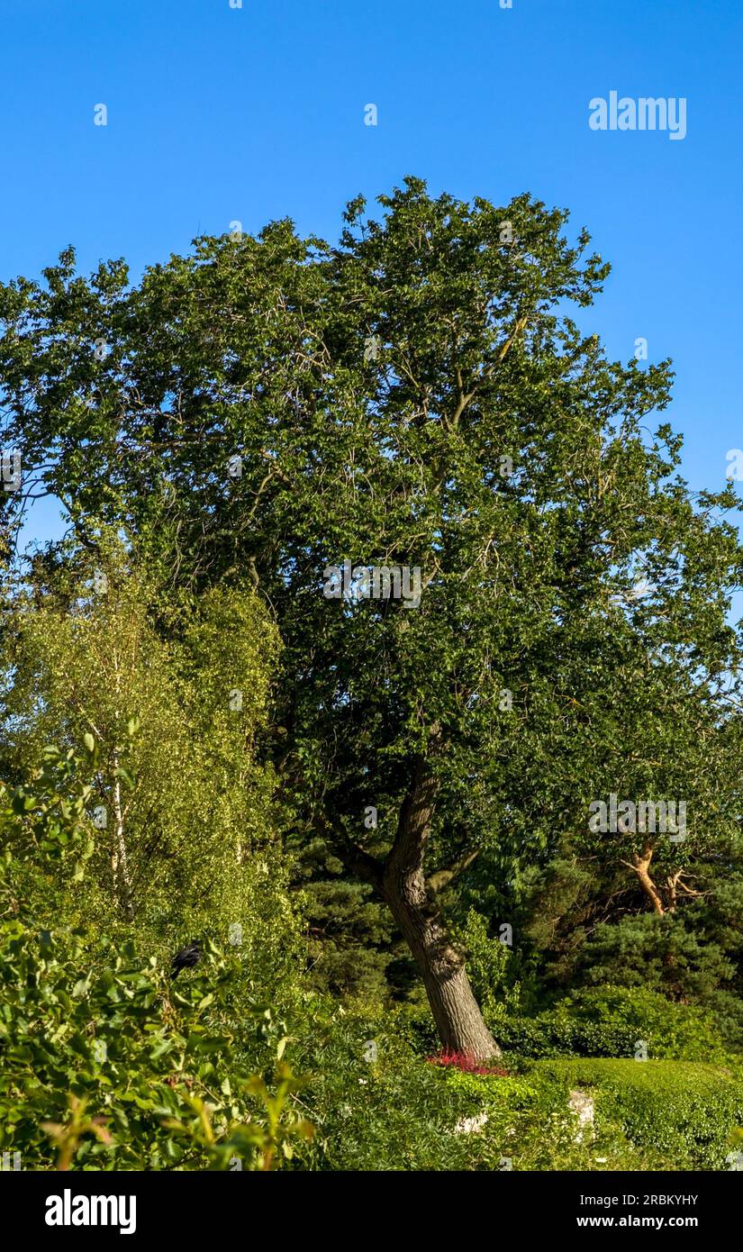 Mature tree in Dr Neil's Garden, Edinburgh, Scotland, UK Stock Photo ...
