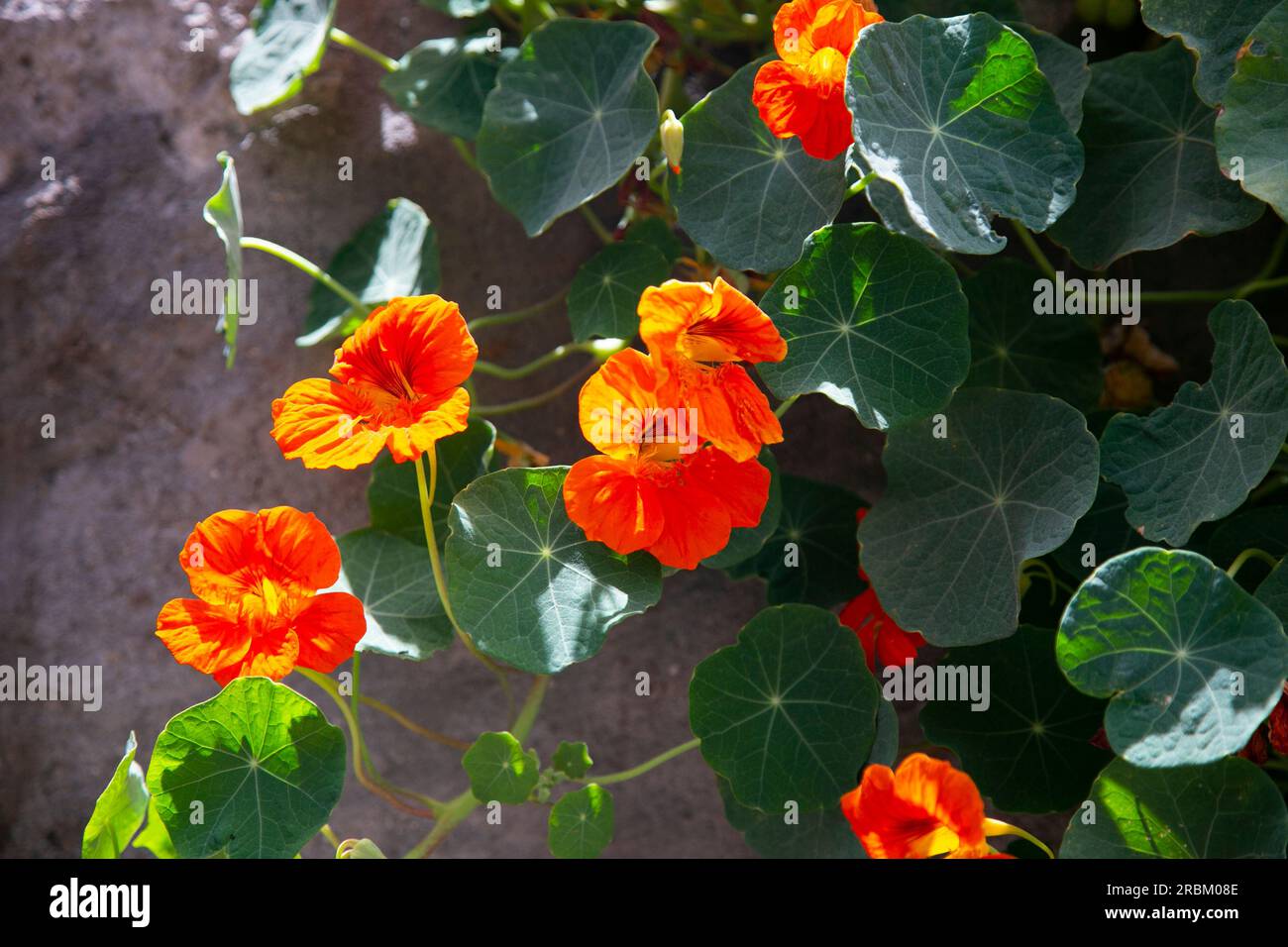 The Tropaeolum is also known as texao and is the symbol flower of the ...