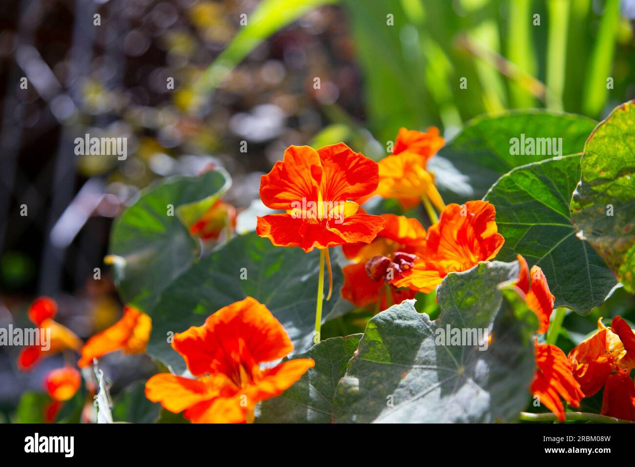 The Tropaeolum is also known as texao and is the symbol flower of the ...