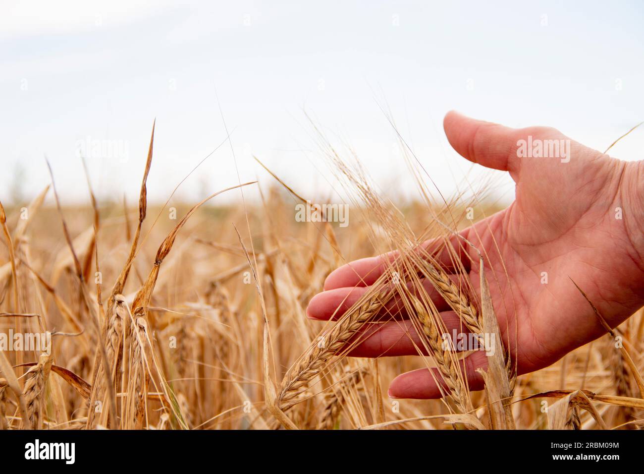 Caressing hand hi-res stock photography and images - Alamy