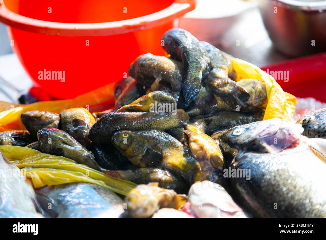 Indigenous fish species hi-res stock photography and images - Alamy