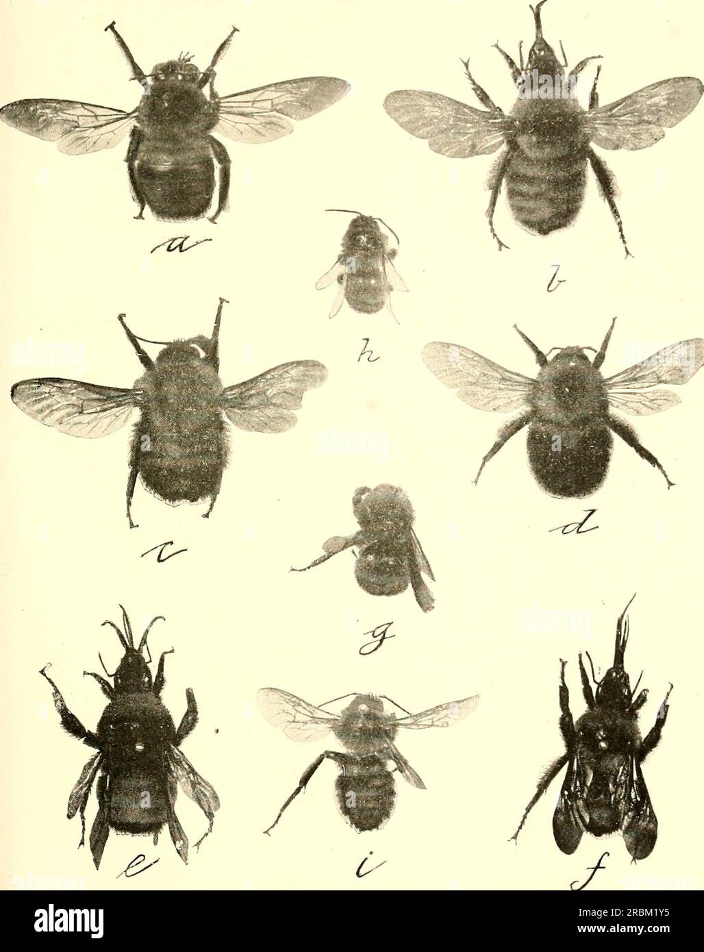 Old fashioned bees hi-res stock photography and images - Alamy