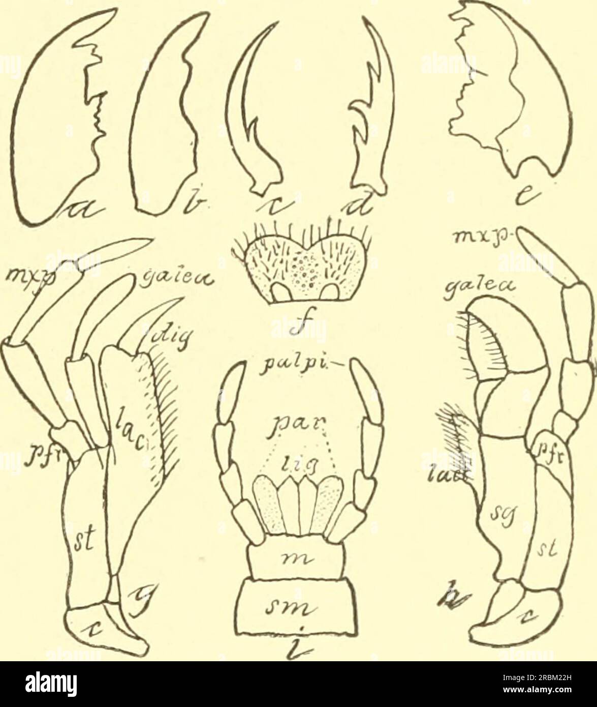 Mouth parts of a mandibulate insect Stock Photo - Alamy